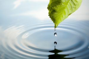 water dripping from leaf | Live Write Thrive
